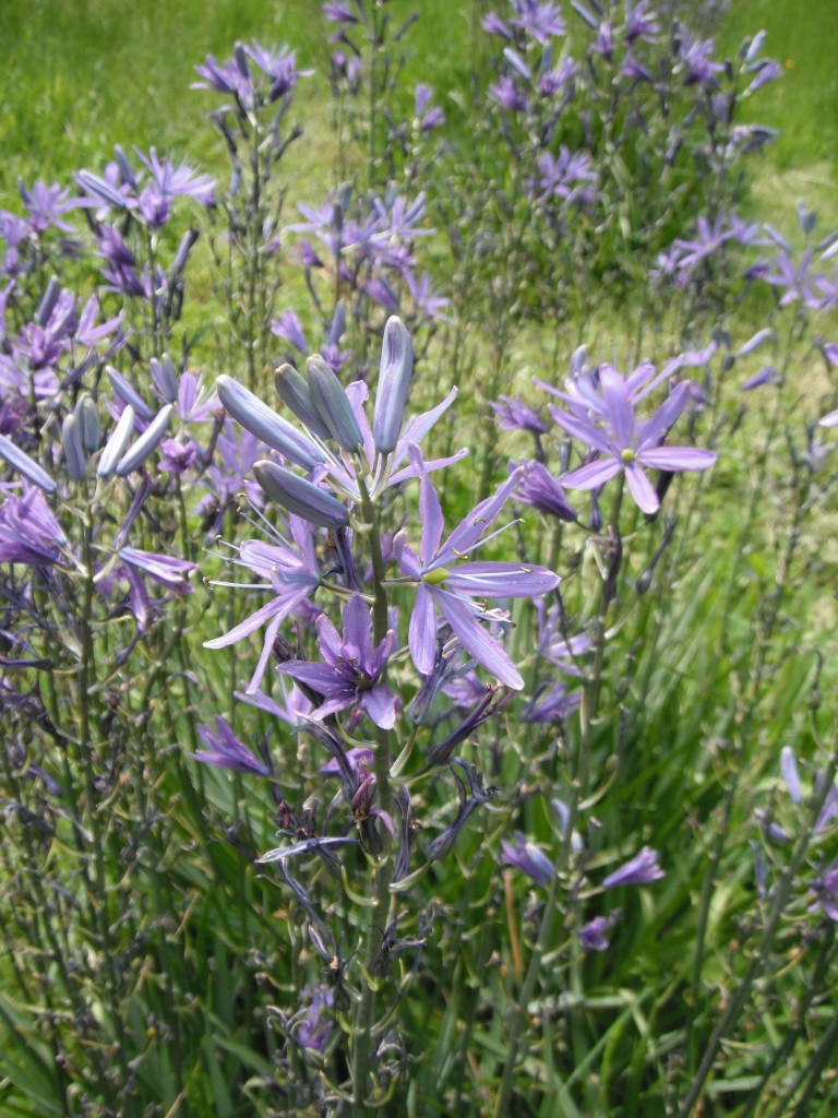Camas Flowers