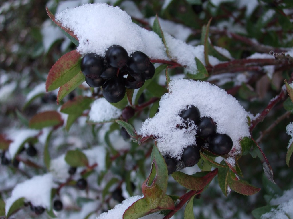 Evergreen Huckleberry