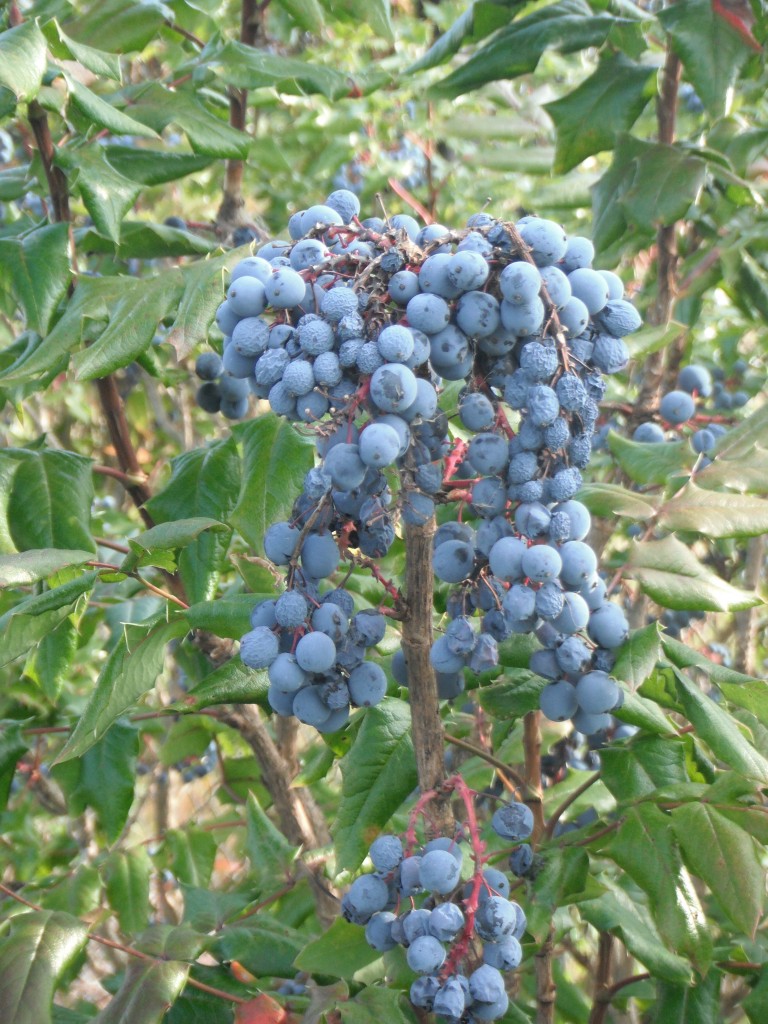 Tall Oregon Grape