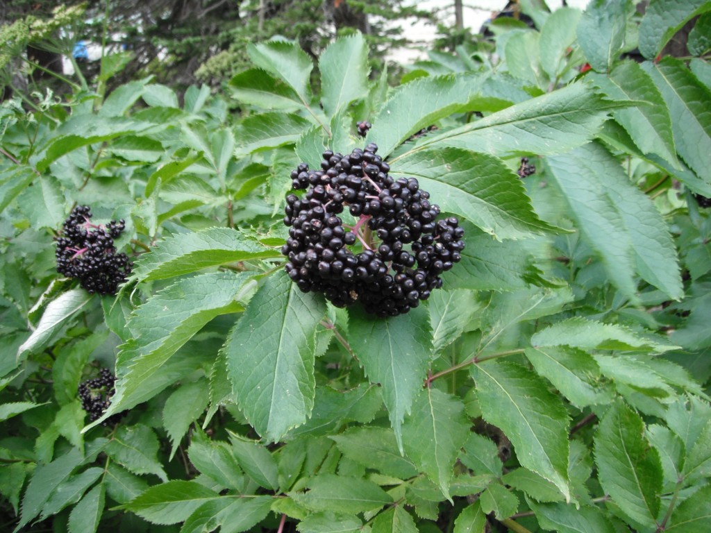 Blue Elderberry, Sambucus caerulea