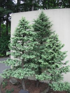 Mountain Hemlock, Tsuga mertensiana , is an attractive, slower-growing ...